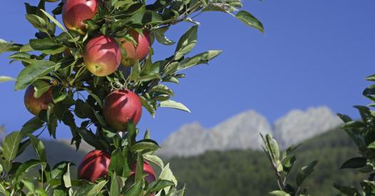 Every second apple in Italy and every tenth apple in Europe is from ...